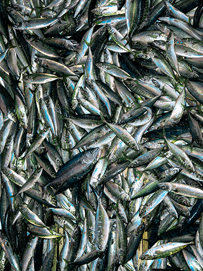 Traíña - Toni Kuraga