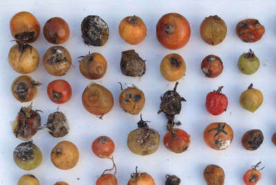 Bad tomatoes - julian cox