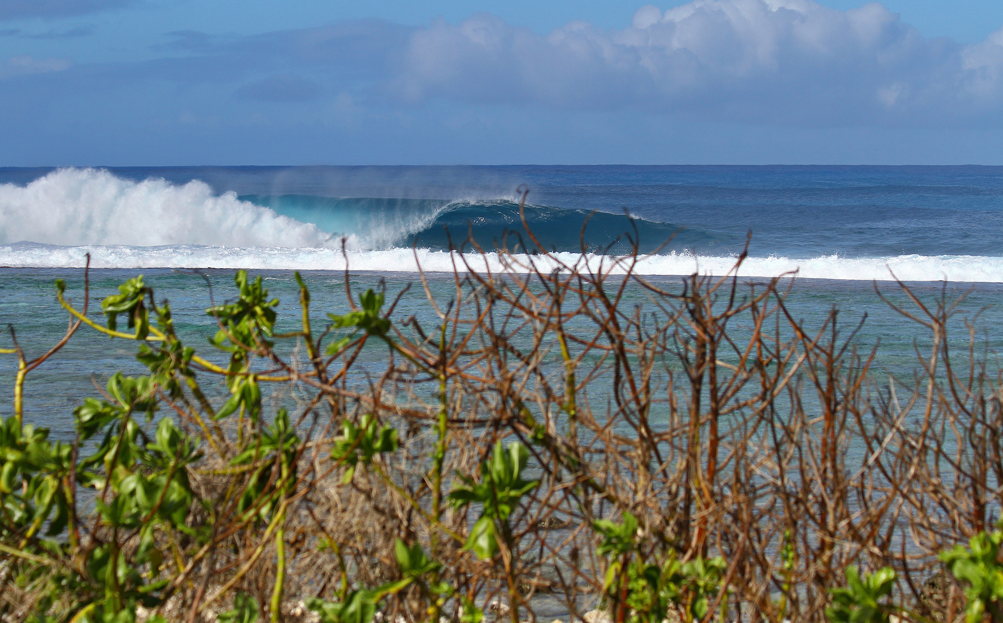 Endless Summer - Forward Krew