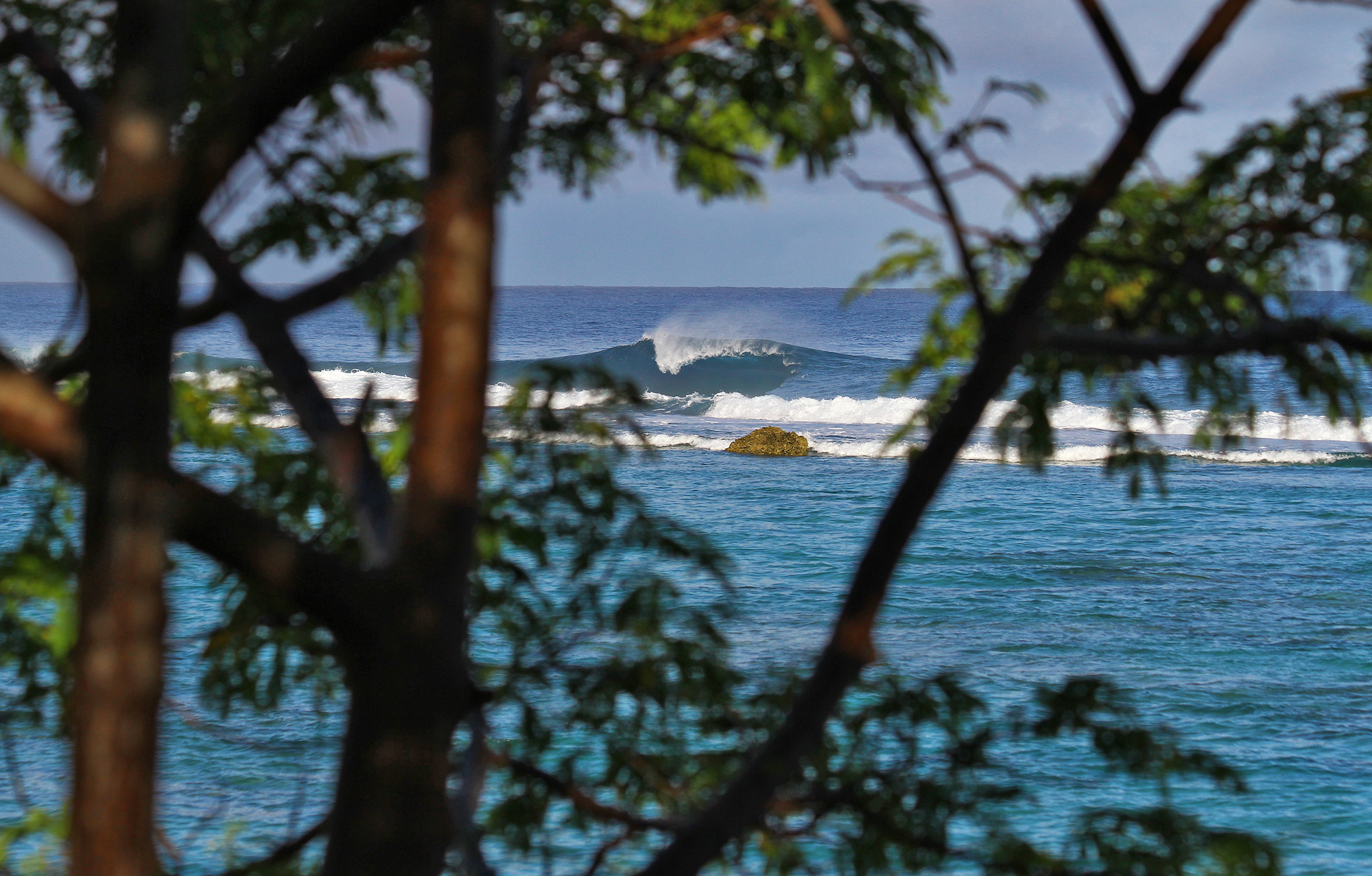 Endless Summer - Forward Krew