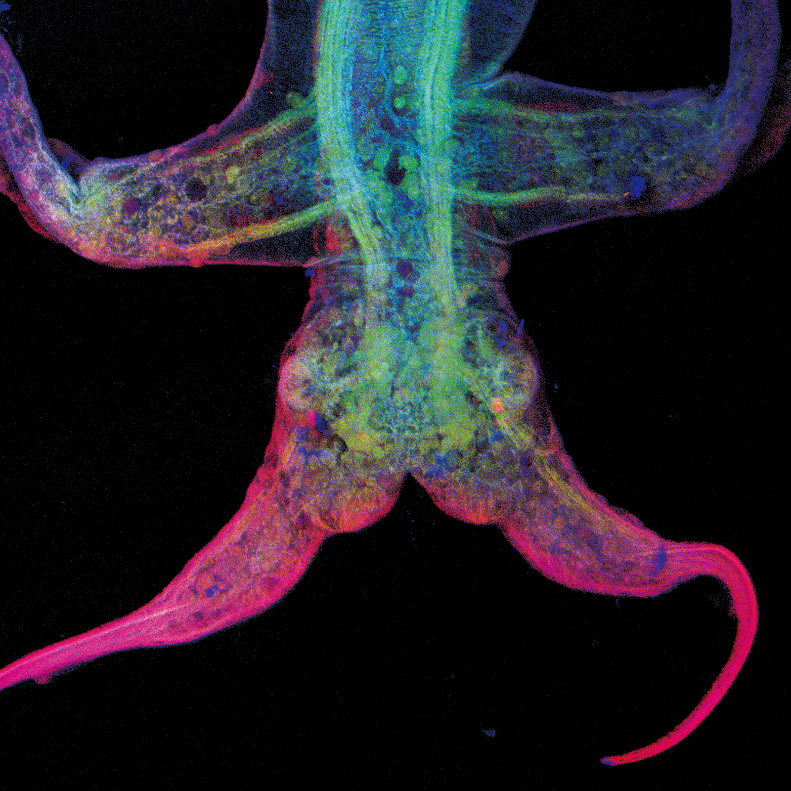 Marine Microbes - Maggie Zhuohui Cai