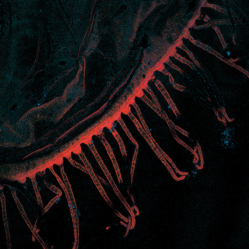 Marine Microbes - Maggie Zhuohui Cai