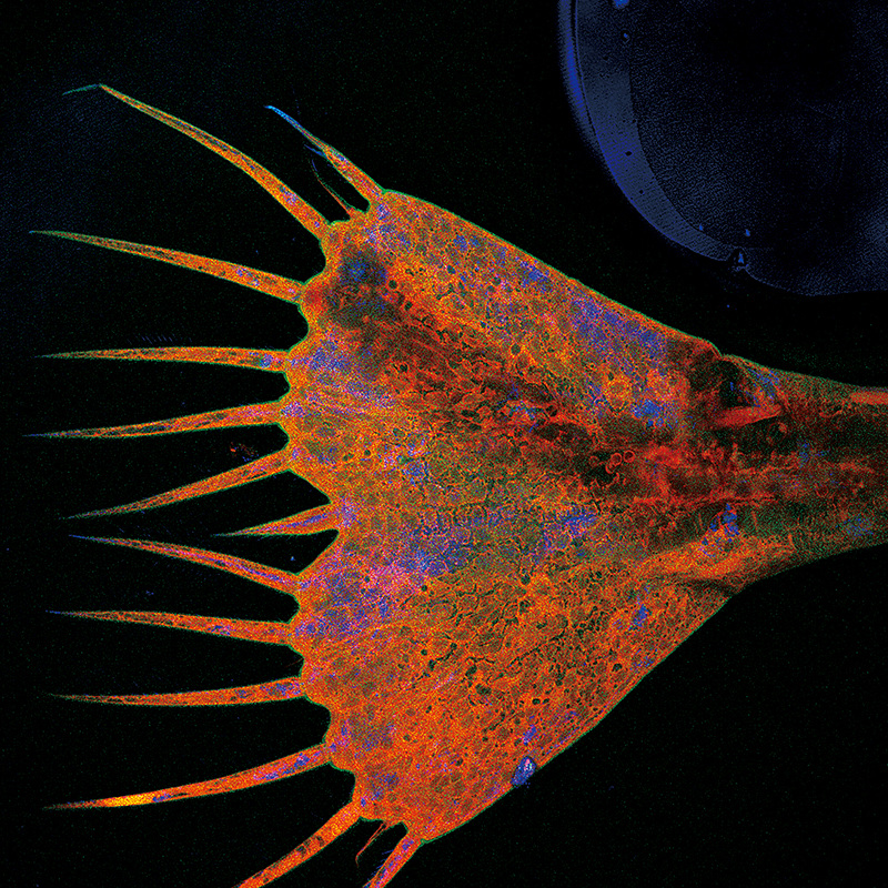 Marine Microbes - Maggie Zhuohui Cai