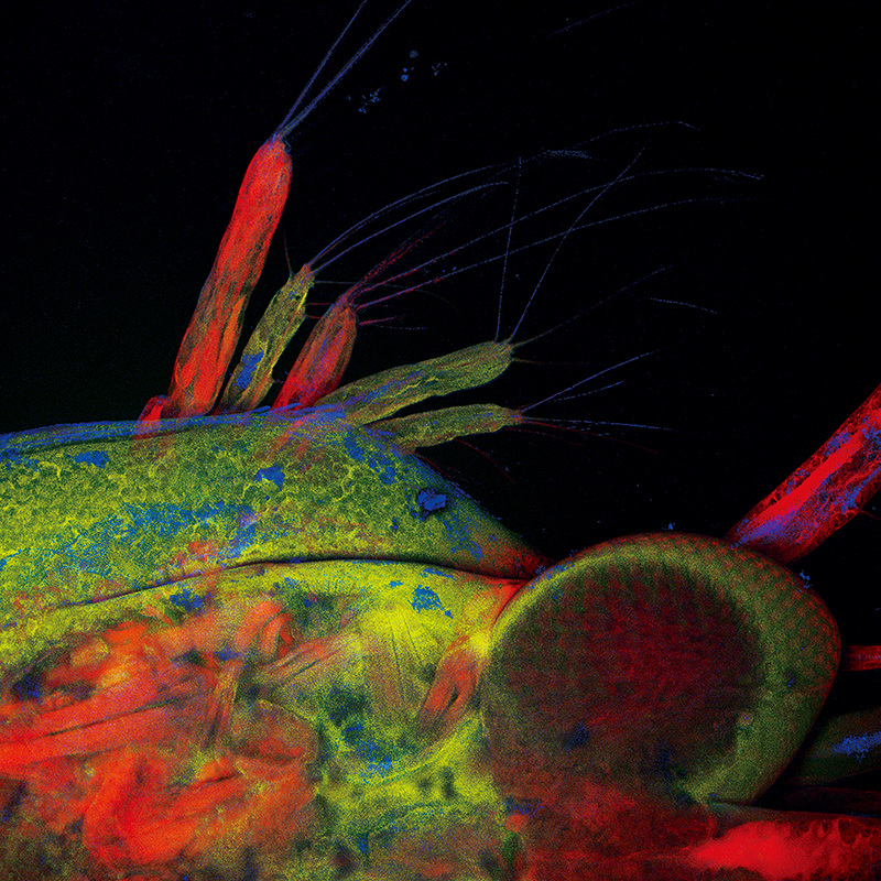 Marine Microbes - Maggie Zhuohui Cai