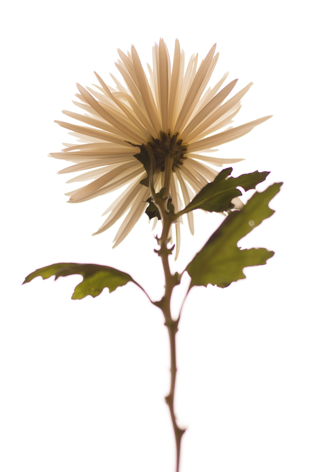 Perspective - Cocoa Estudio