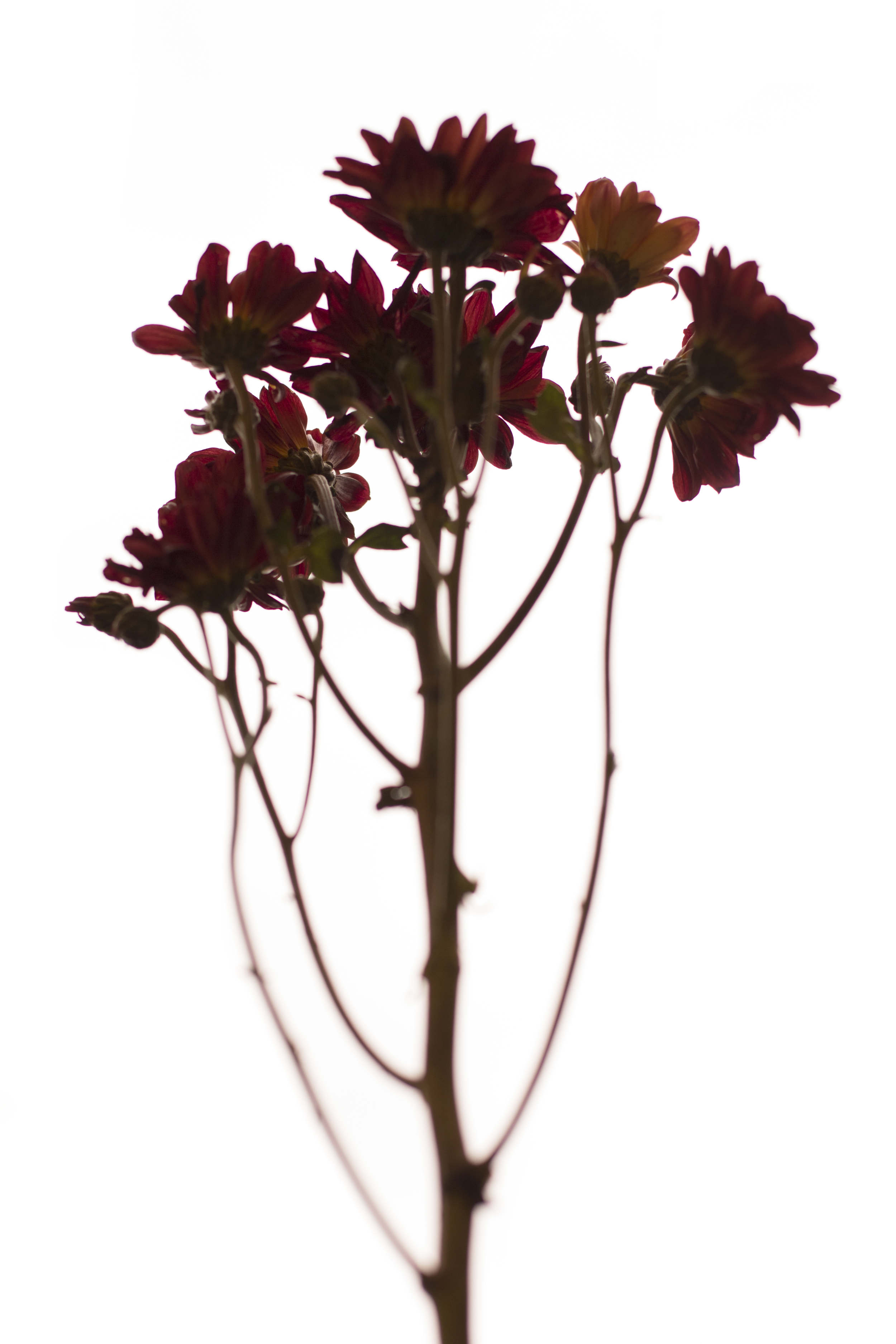 Perspective - Cocoa Estudio