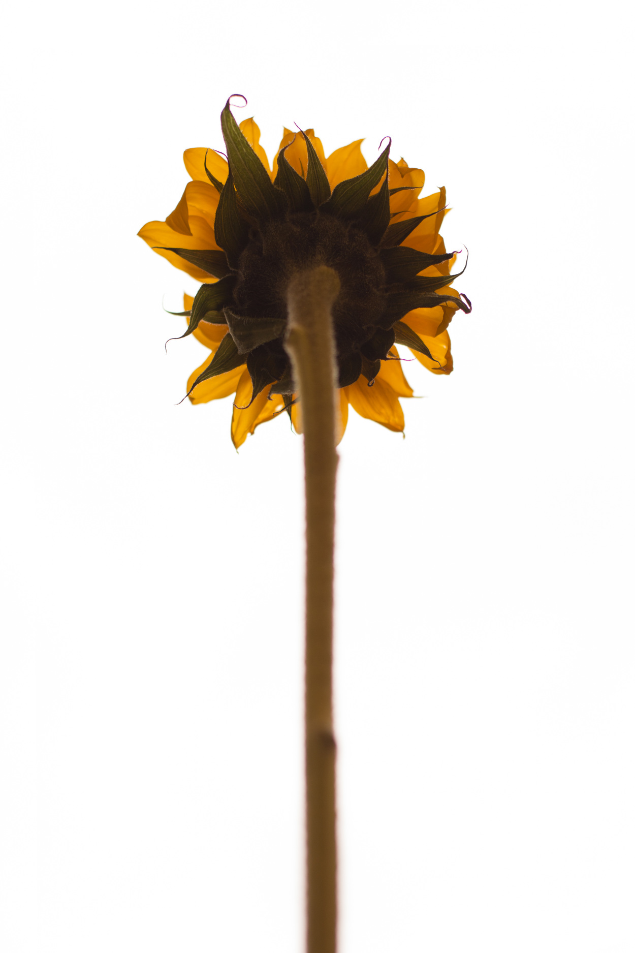 Perspective - Cocoa Estudio