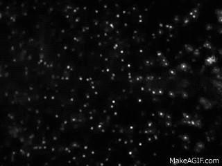 ROBERT BROWN - Christian Wurm / Artworks