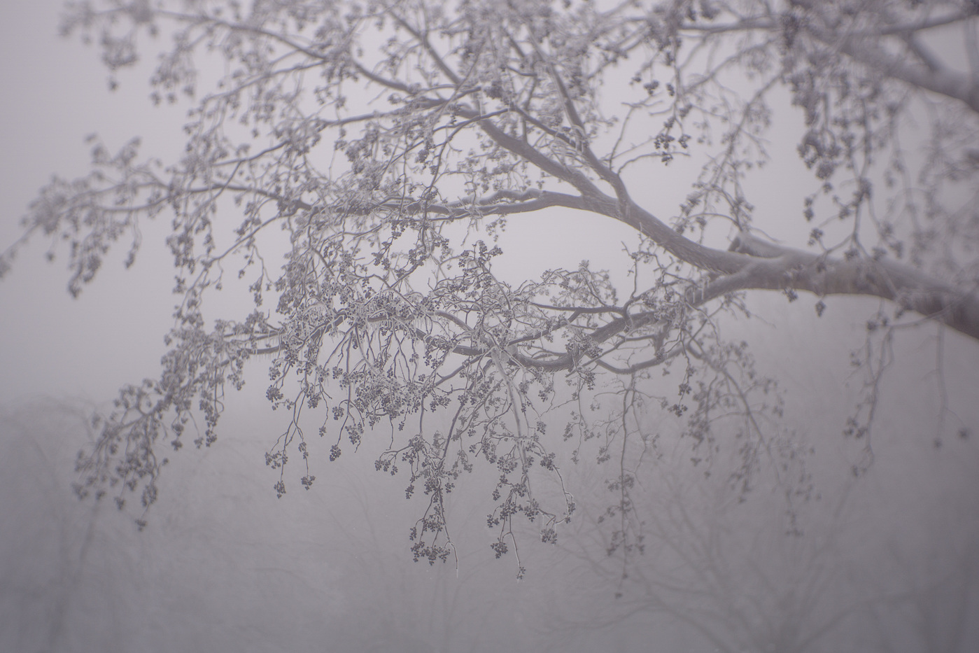 Cold Nature - H.LALO