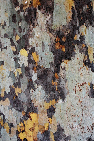 Nature - Pauline Clark