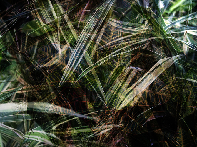 Nature in Patterns - emily-strzyzynski.com