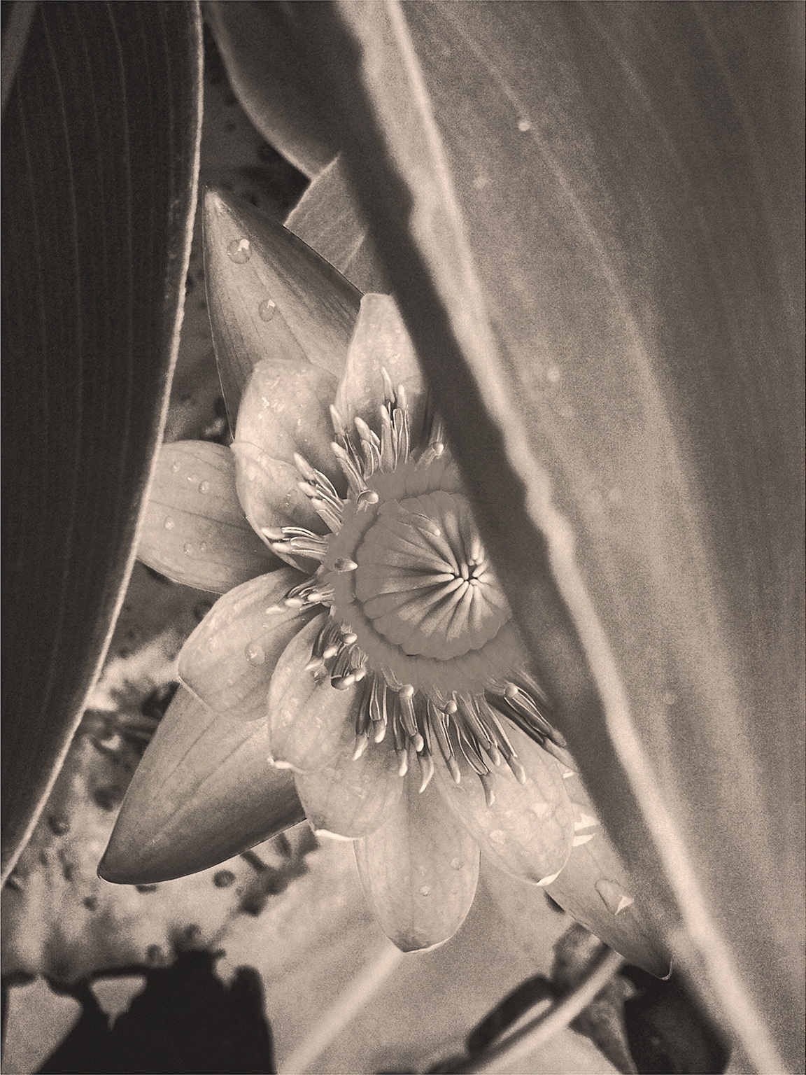 exchange glances - bakhyonjin