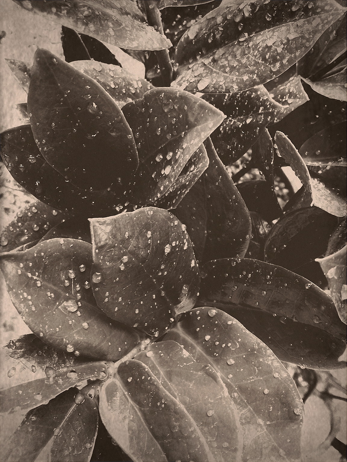 exchange glances - bakhyonjin