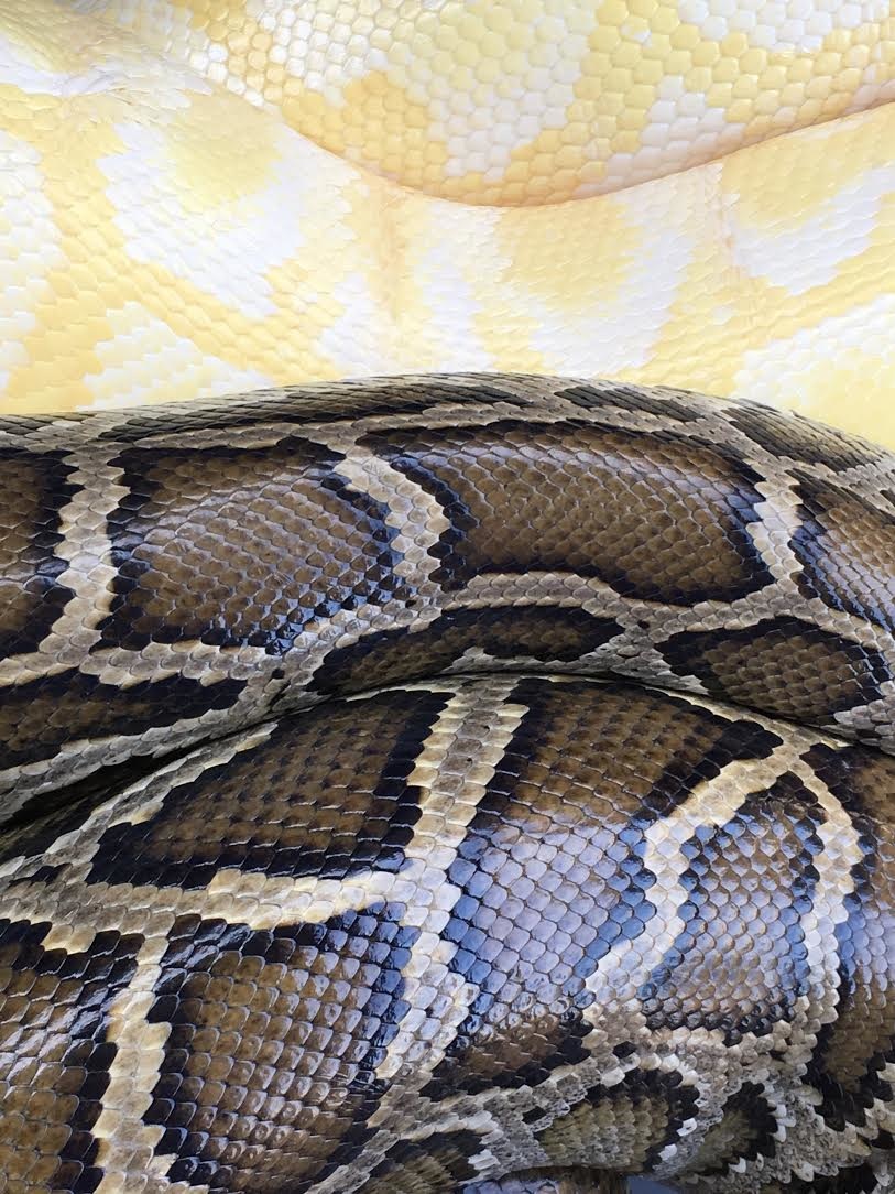 Lip Smack - Carol Civre Photography