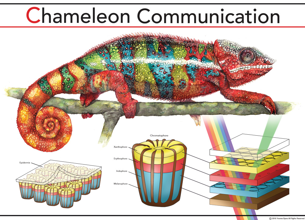 Chameleon Communication - Art by Yvonne Byers