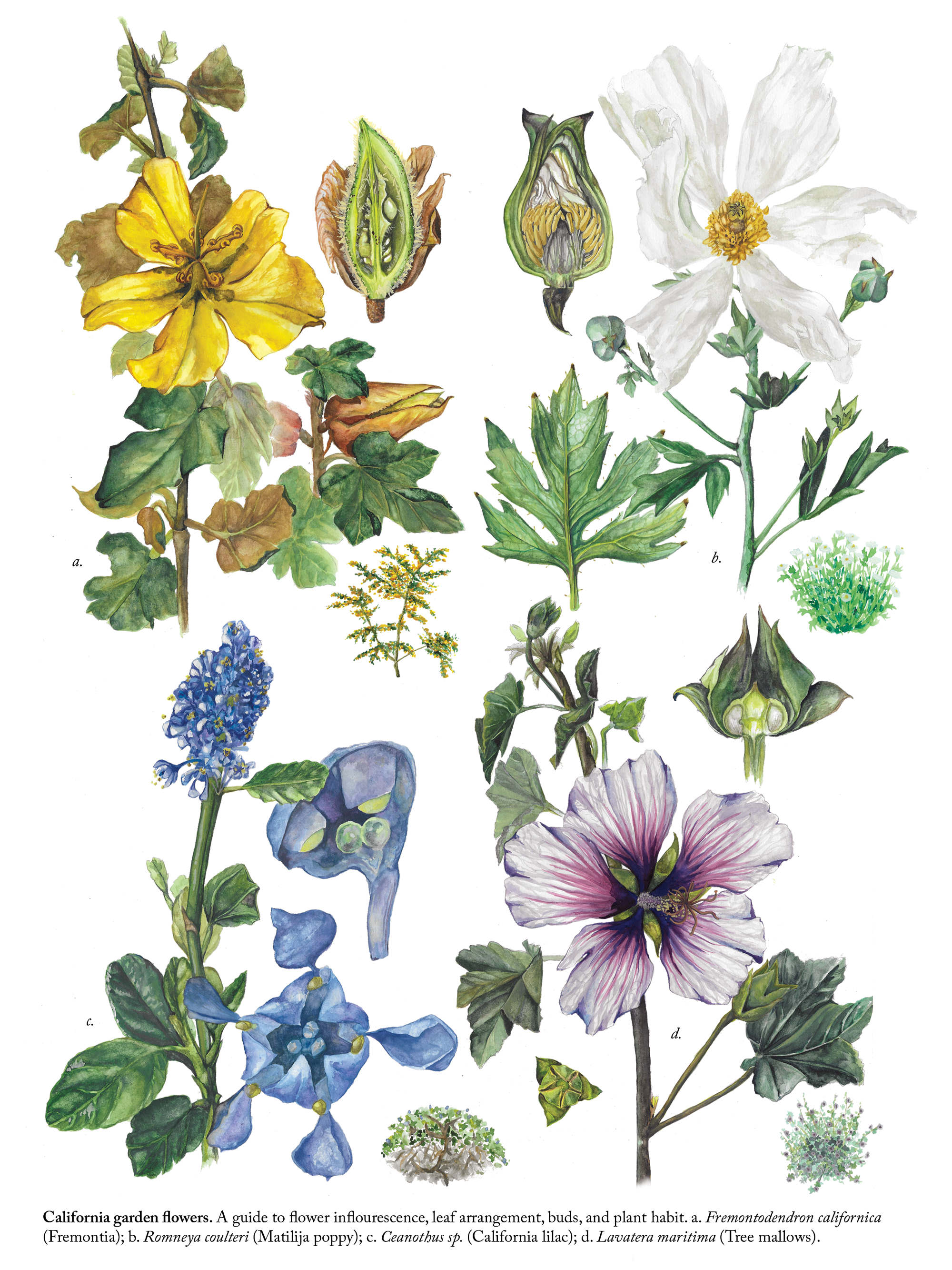 Field Guide - Art by Yvonne Byers