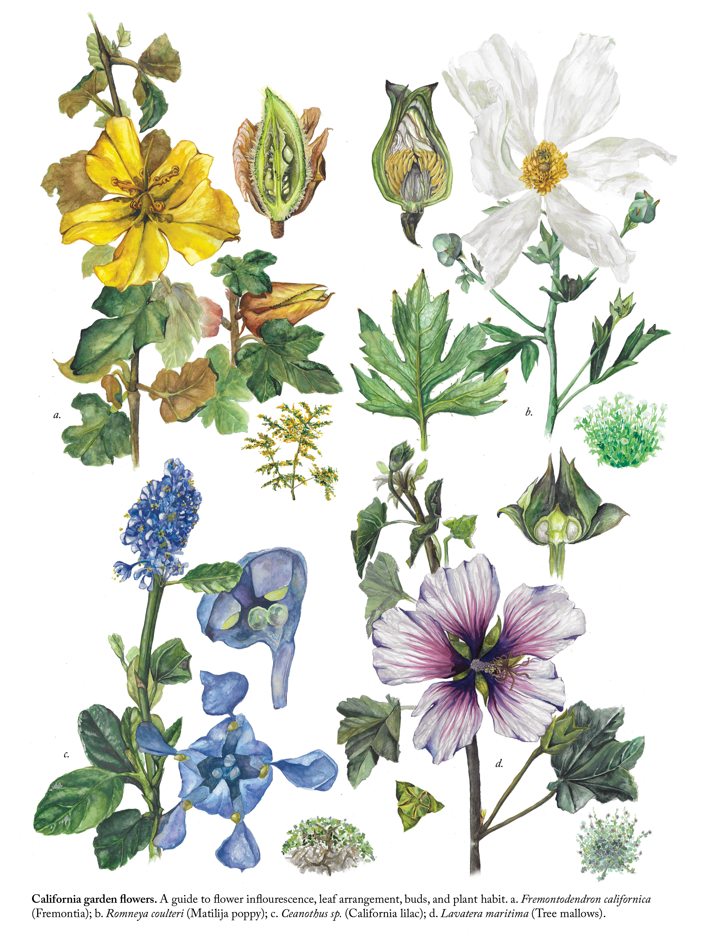 Field Guide - Art by Yvonne Byers