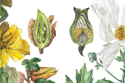 Field Guide - Art by Yvonne Byers