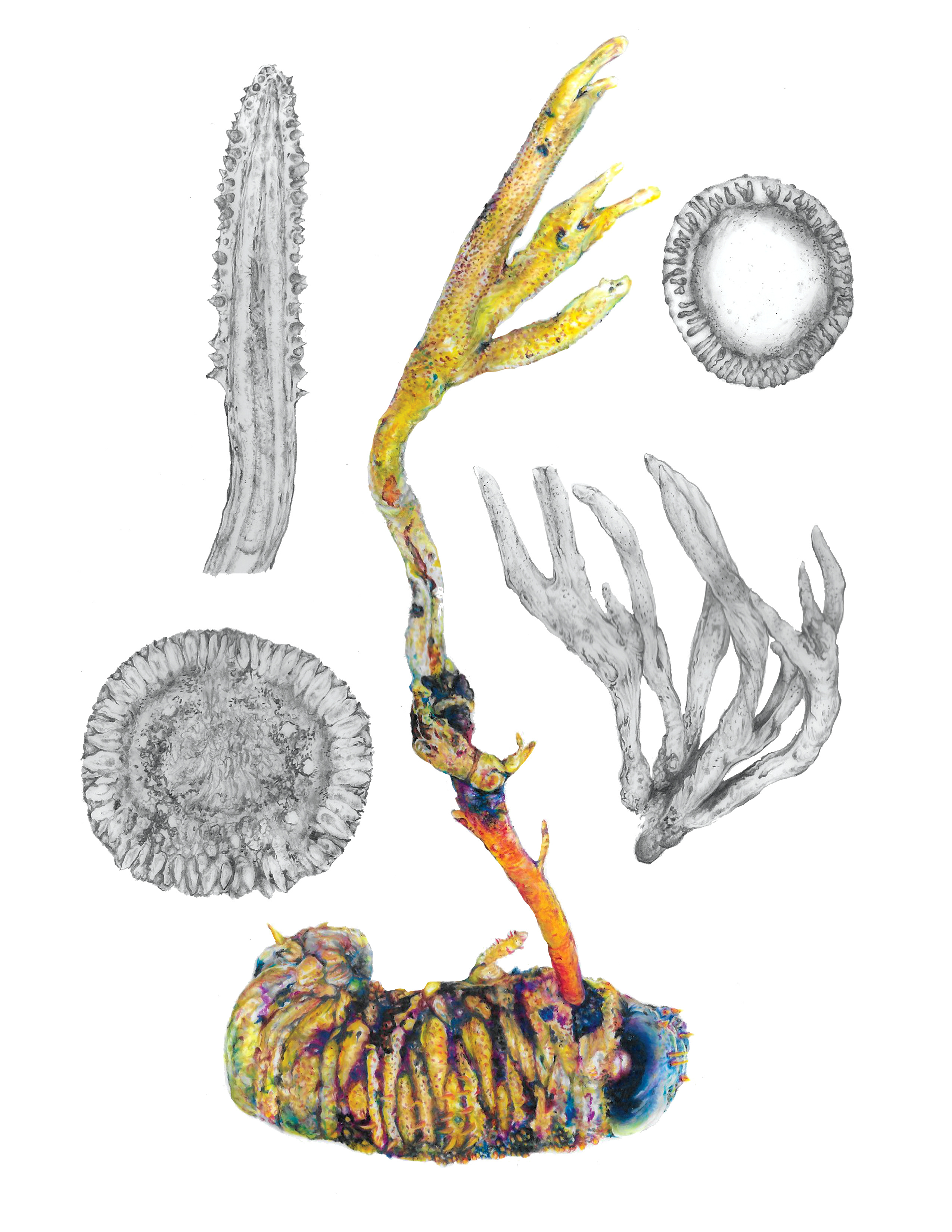 Beetle Cordyceps - Art by Yvonne Byers