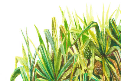 Field Guide - Art by Yvonne Byers