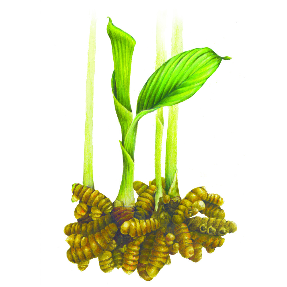 Canoe Cubes - Art by Yvonne Byers