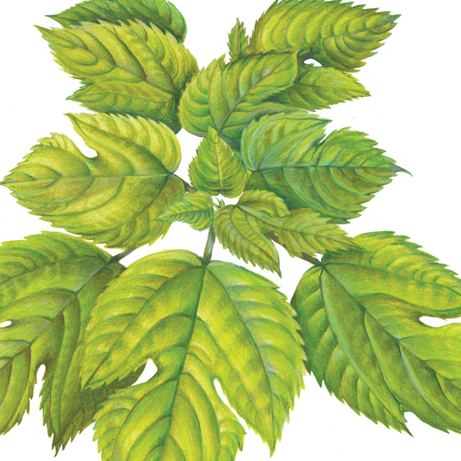 Canoe Cubes - Art by Yvonne Byers