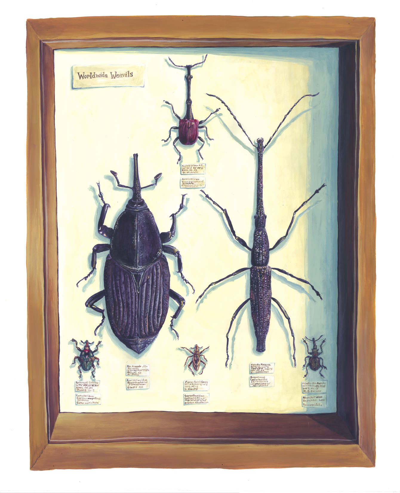 Worldwide Weevils - Art by Yvonne Byers