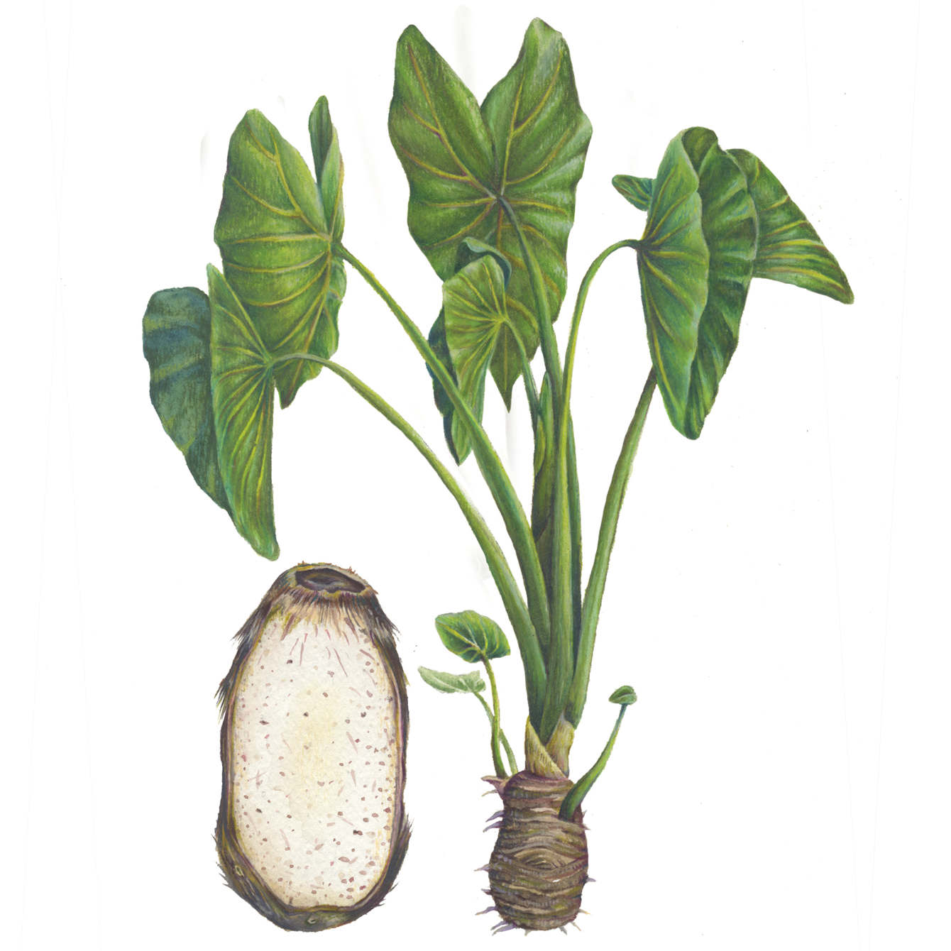 Taro - Art by Yvonne Byers