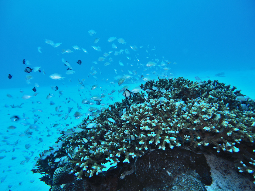 ocean - 海 - timeless smile