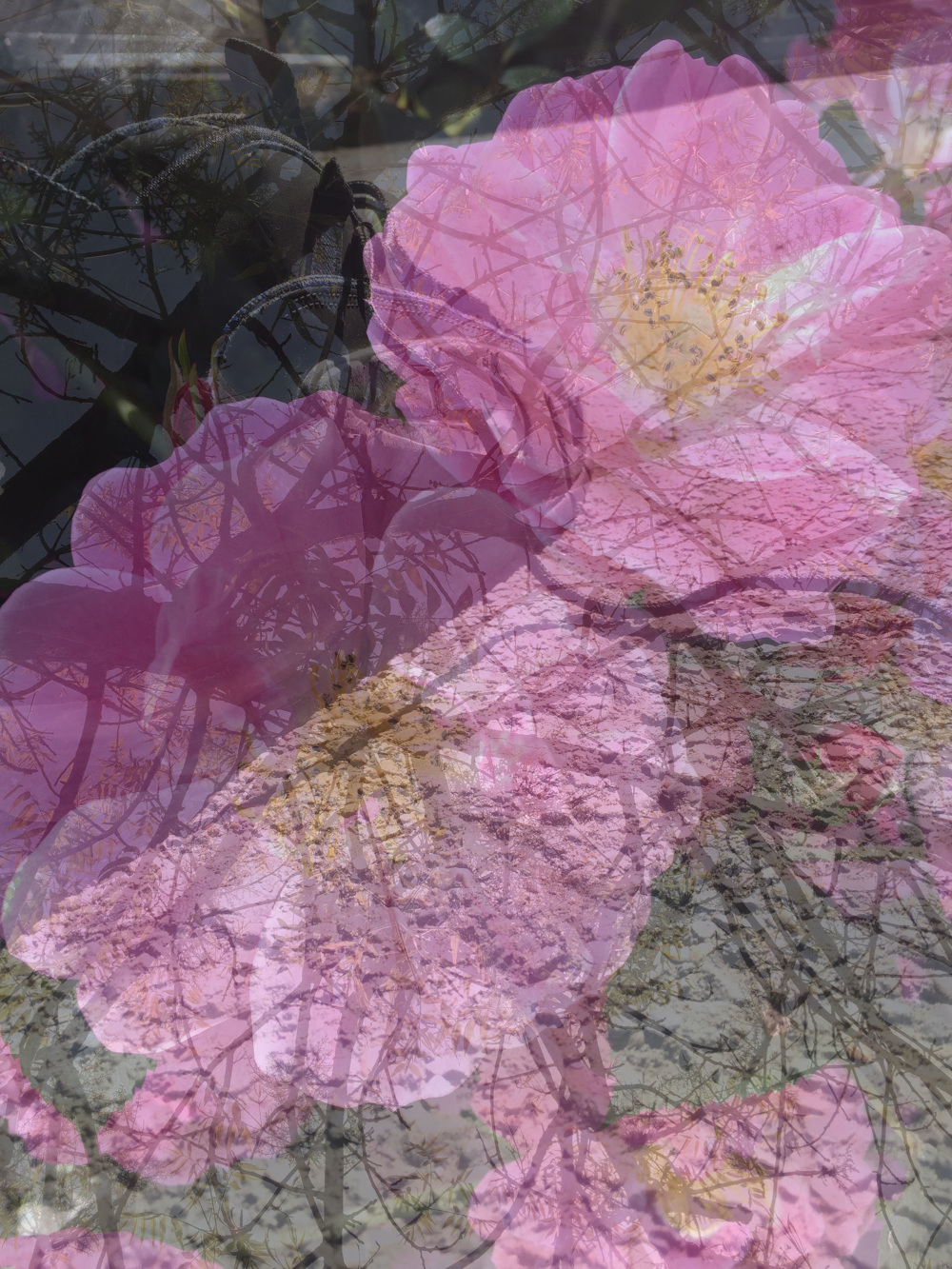 Photo Layering - Jj's Art Gallery