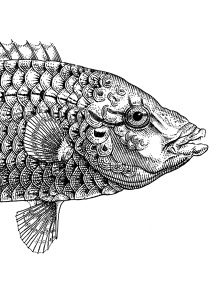 Pen & Ink Stipple - Leib Chigrin