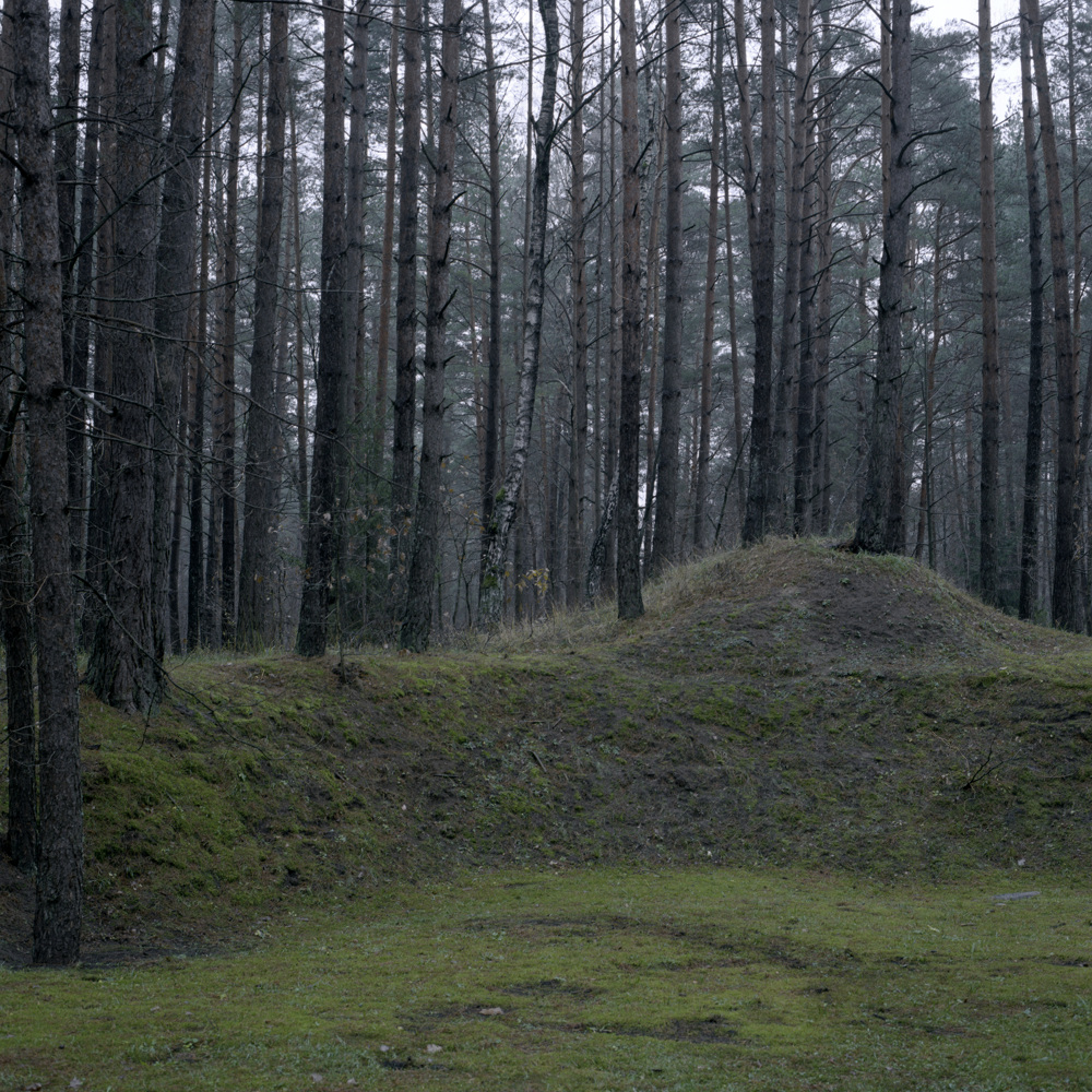 Die Bäume wachsen aus... - Kelly Webeck