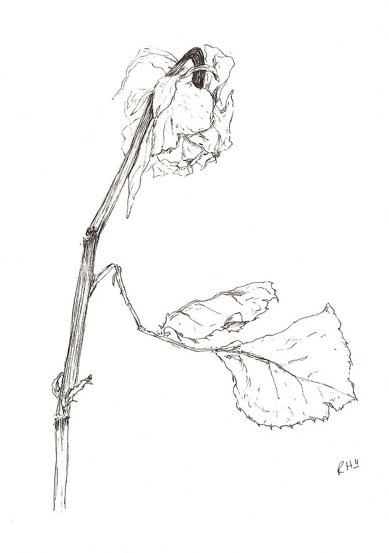 Drawings (Death Studies) - Rebecca Harris