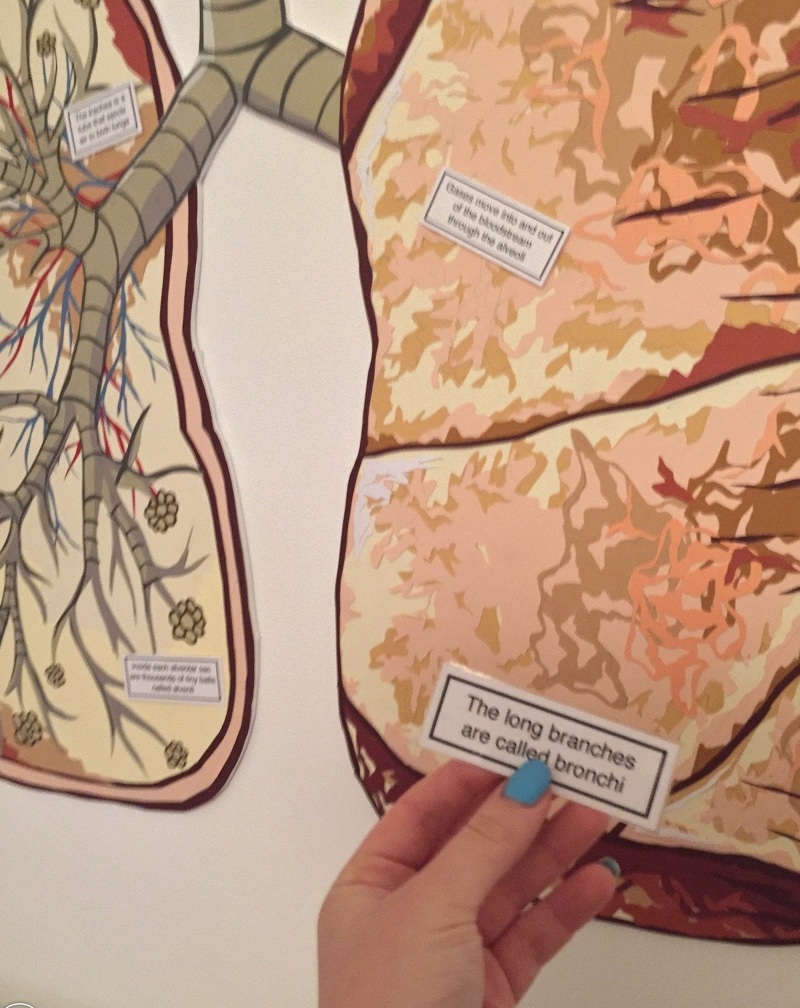 Human Body Activity Pack - Lydia Hopwood Illustration