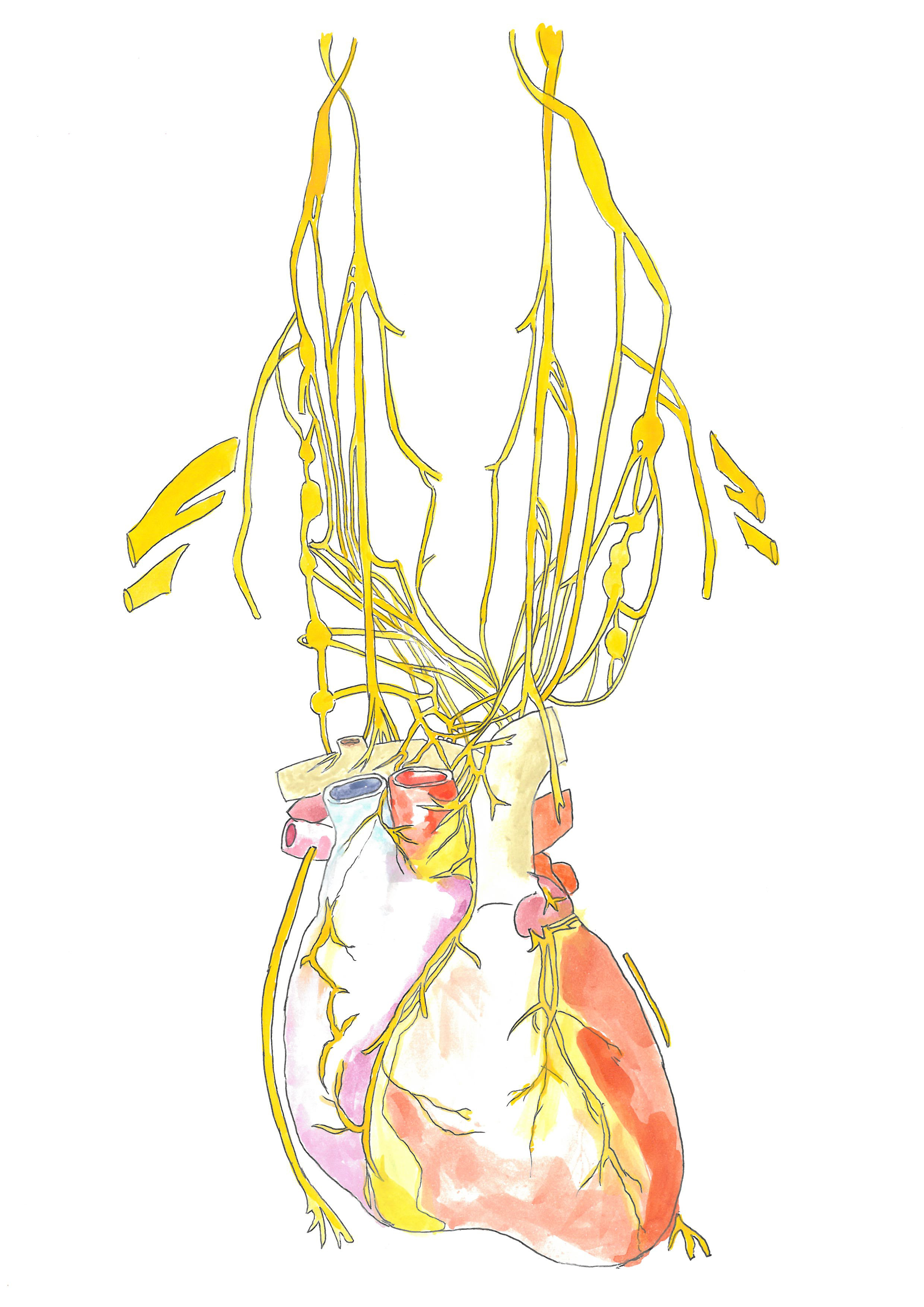 LÁMINA CORAZÓN Y NERVIOS - El Gabinete