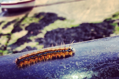 How can something have so much character and love with no voice. - Lucy ...