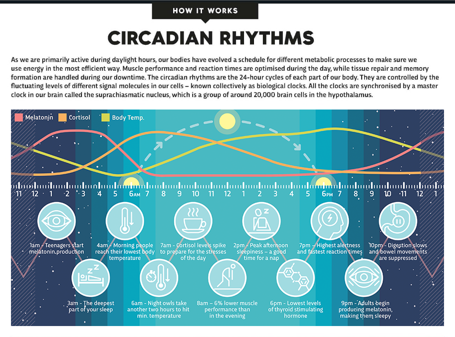 Circadian Rhythms - Raja Lockey Illustration