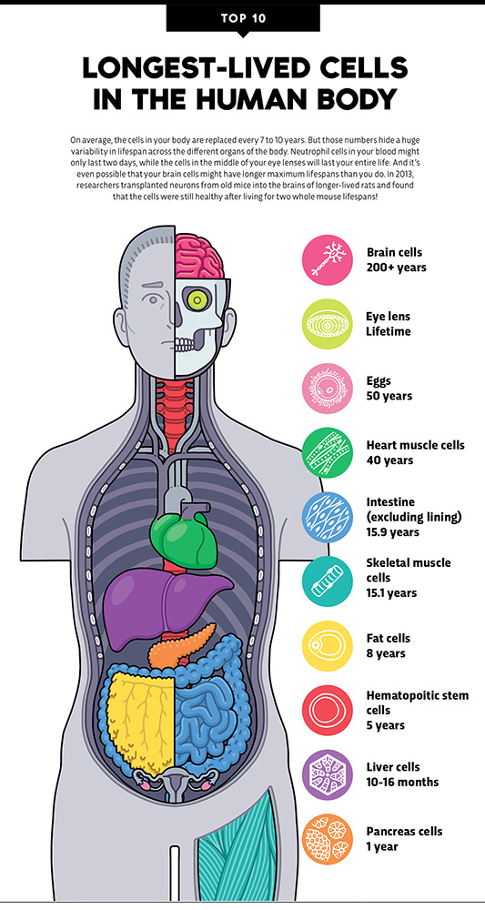 Cell Lifespans - Raja Lockey Illustration