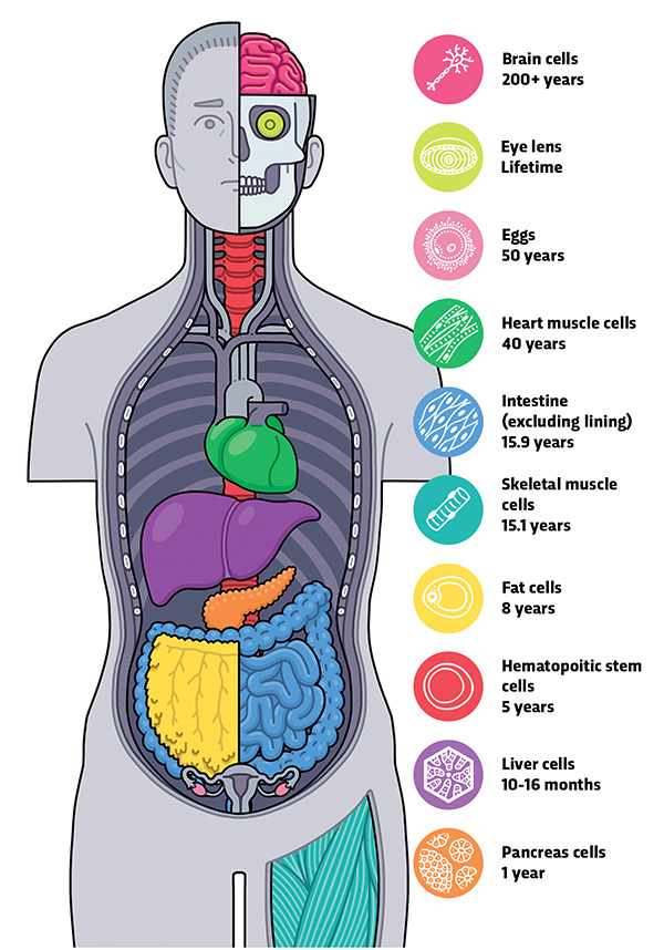 Cell Lifespans - Raja Lockey Illustration