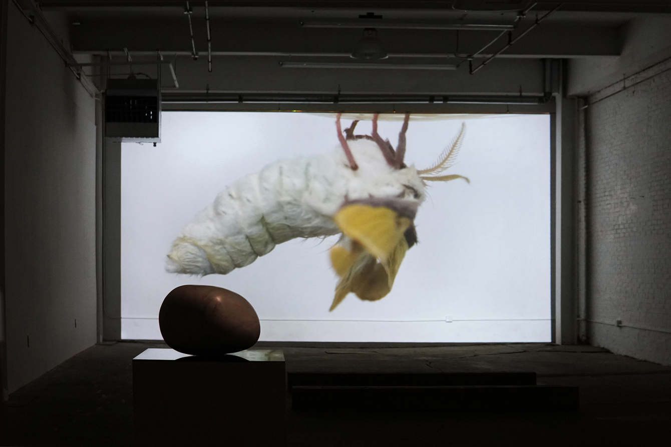 PONY COCOON AT FALSE FLAG - Virginia L. Montgomery