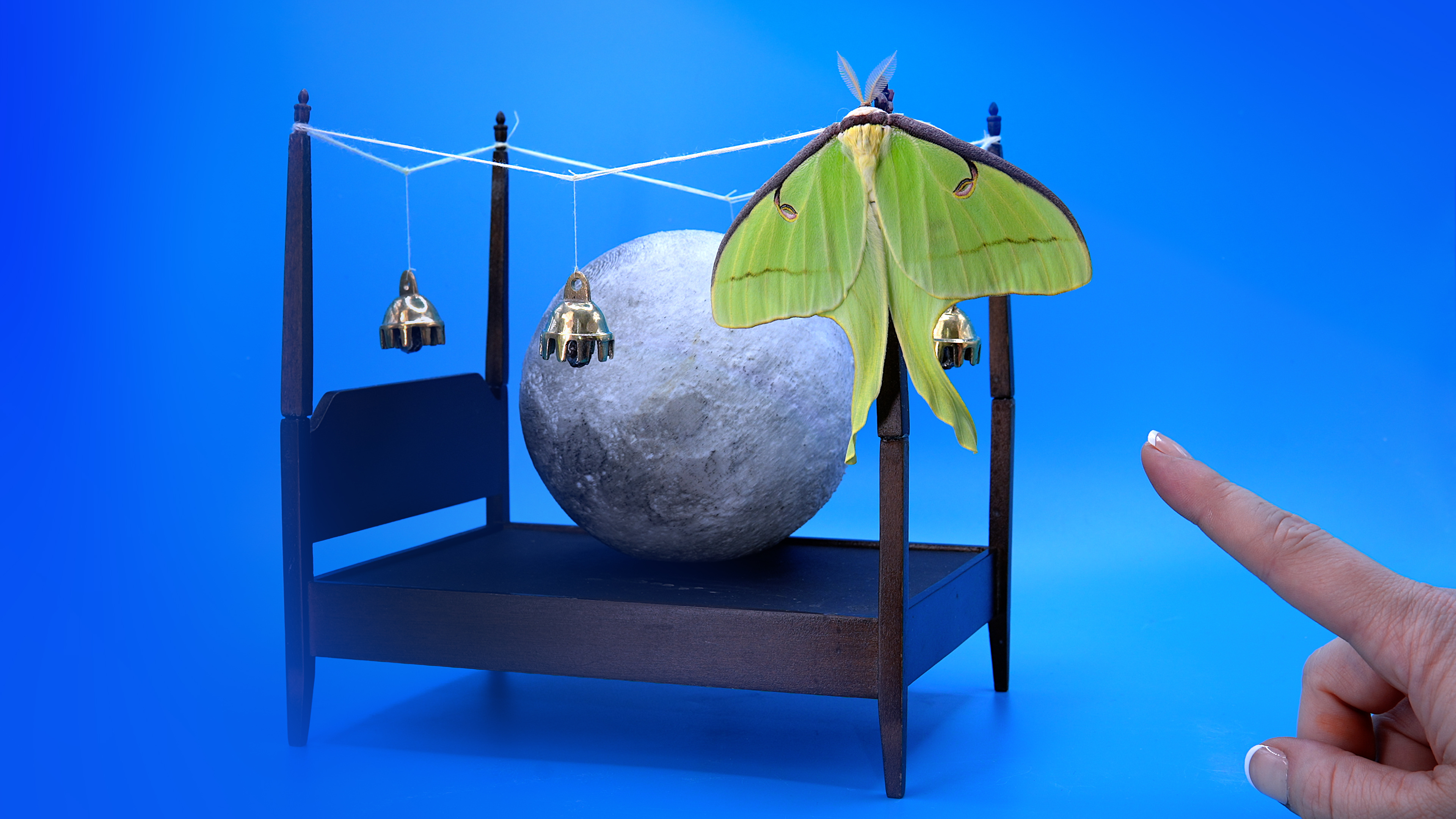 MOON MOTH BED - VLM (Virginia L. Montgomery)