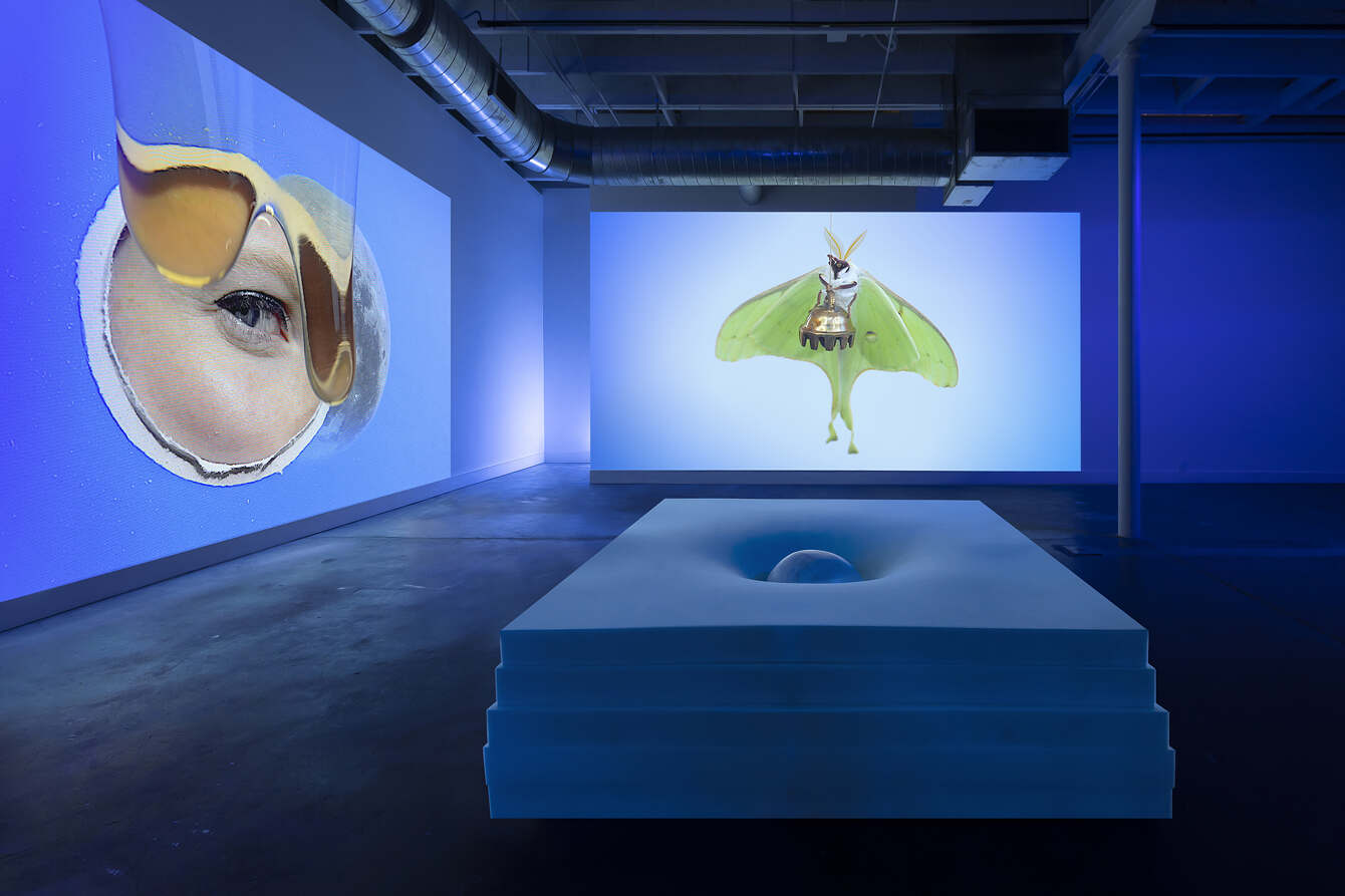 MOON MOTH BED - VLM (Virginia L. Montgomery)