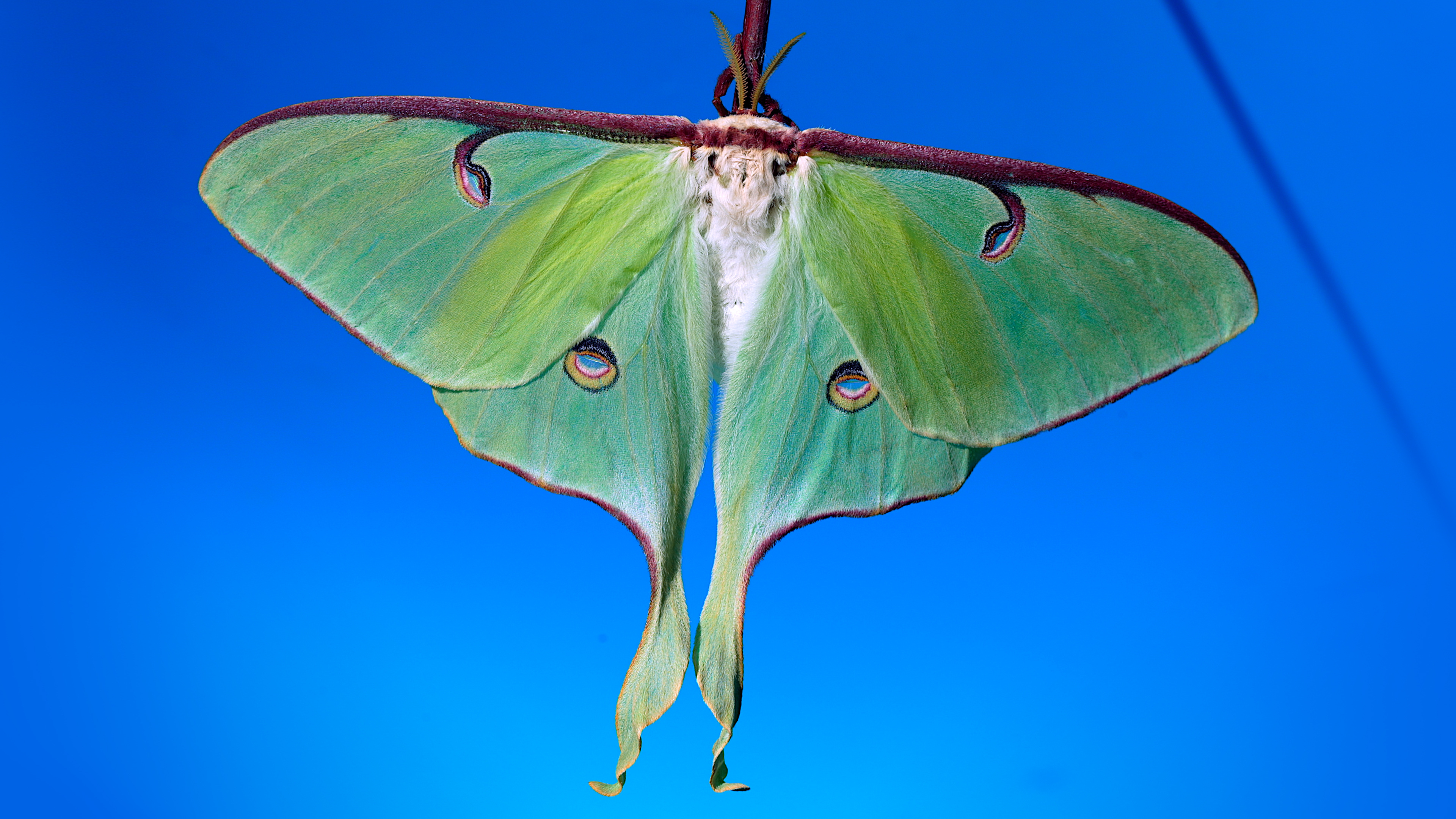 MOON MOTH BED - VLM (Virginia L. Montgomery)