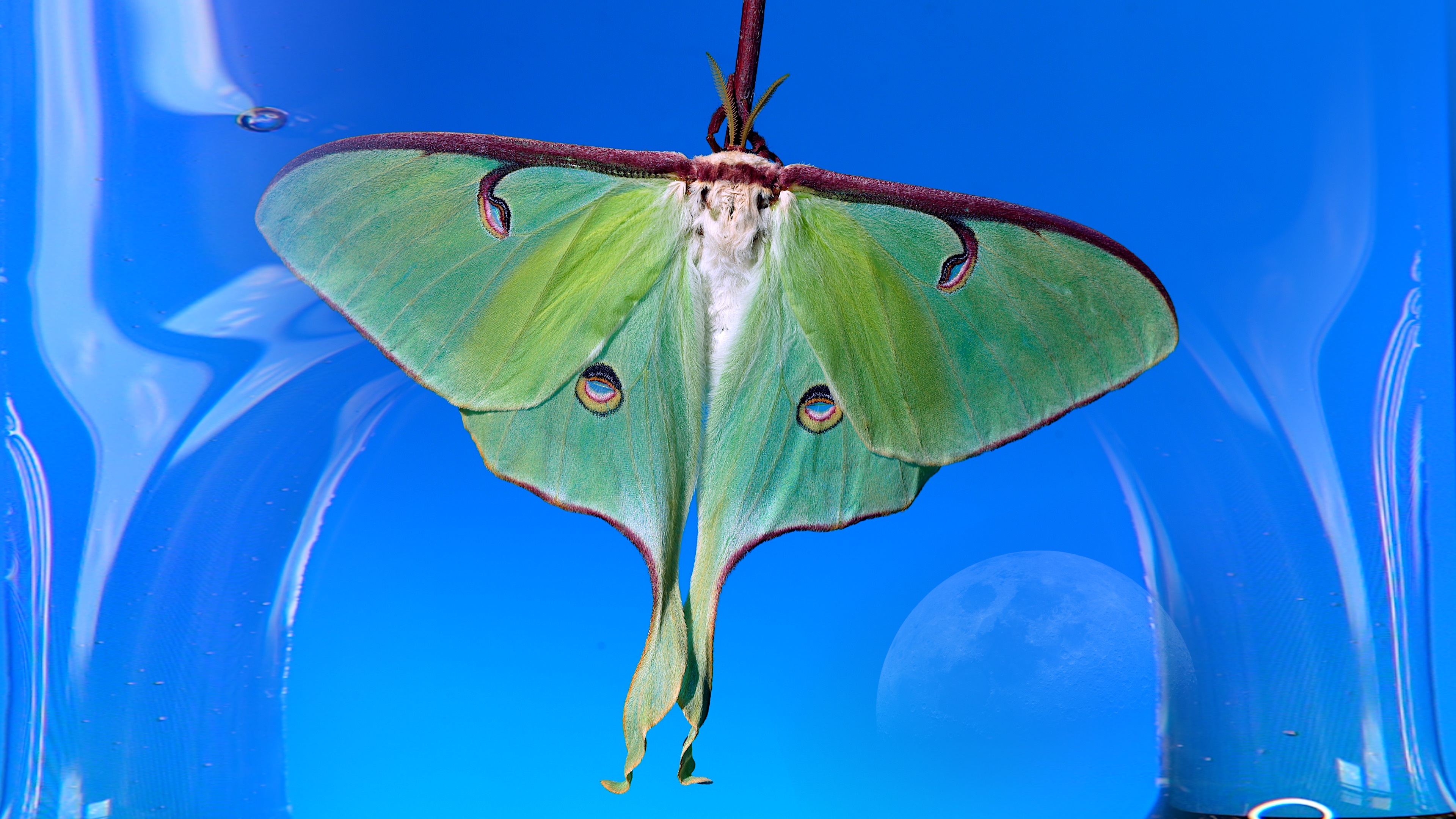 STARGAZER LUNA MOTH - Virginia L. Montgomery