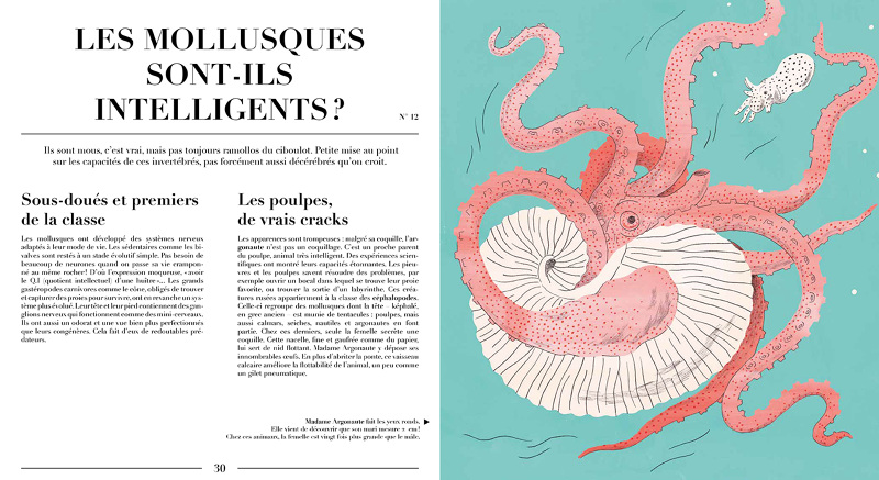 Coquillages - Anne-Hélène Dubray | Illustration