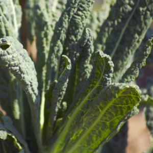 Grow Your Own Vegetables and Herbs - Marion Abel