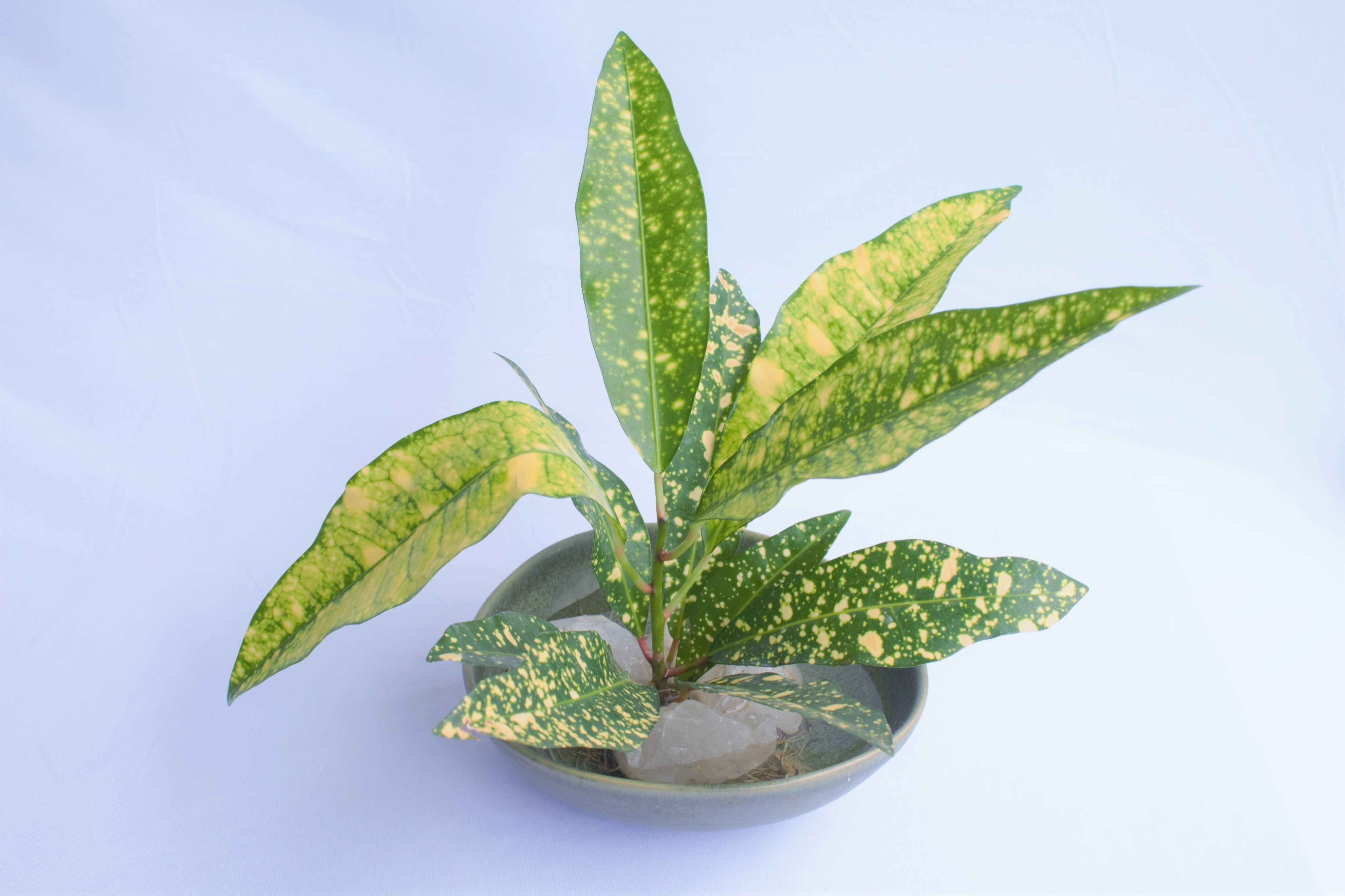 EMERSA - waterplants