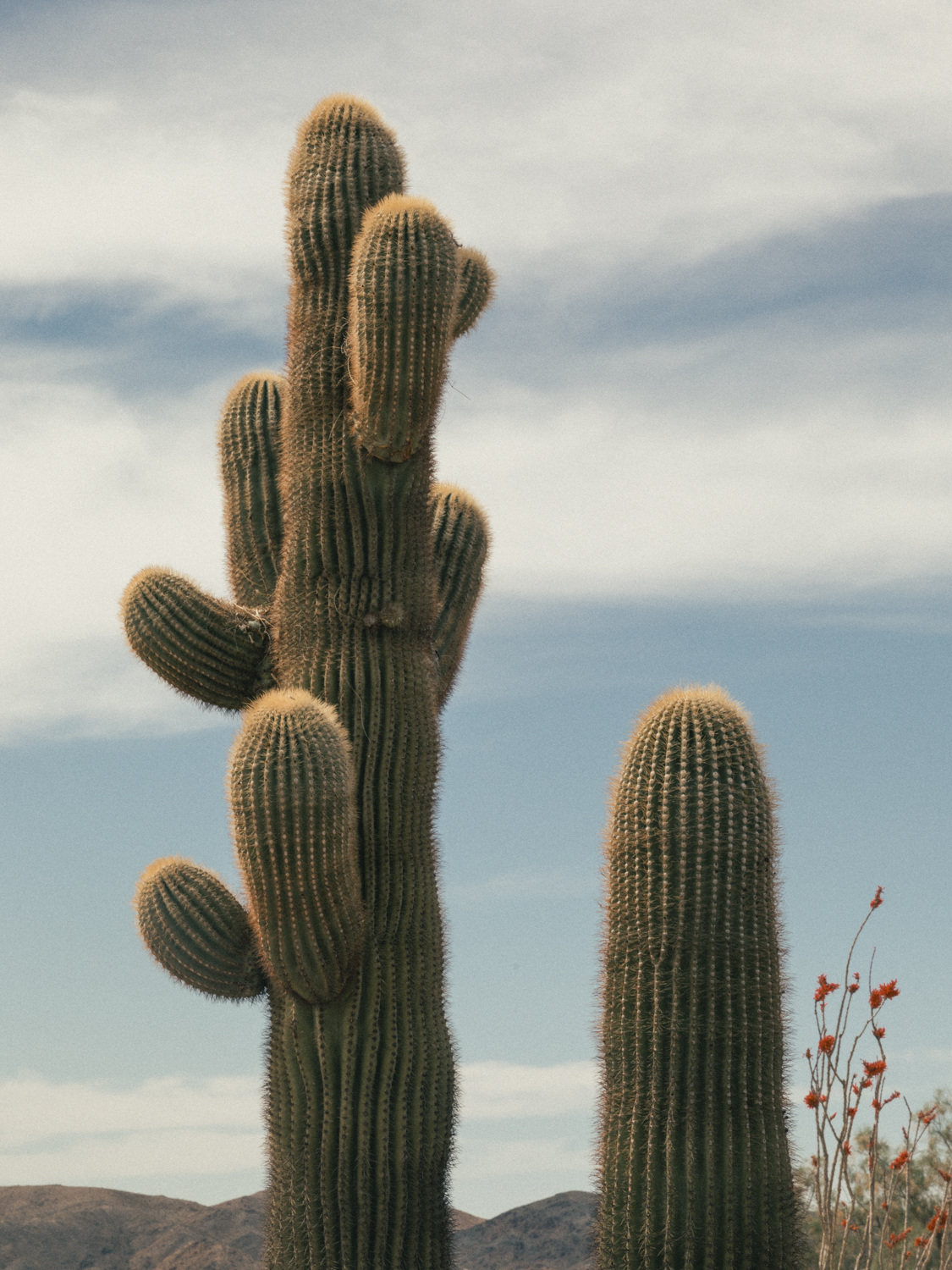 JOSHUA TREE - Romain Laprade - Photographer