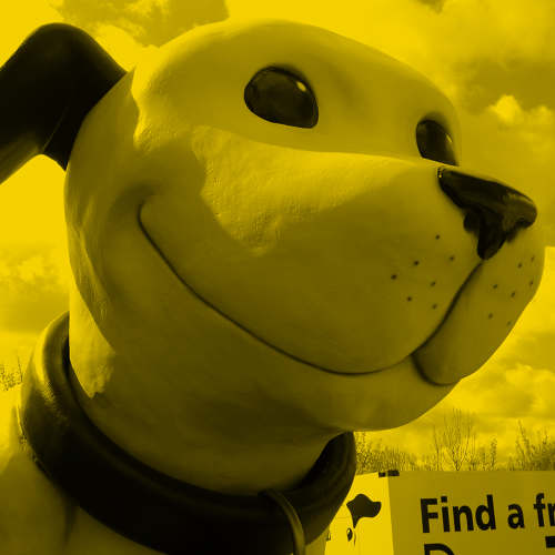 Dogs Trust - Rehoming - Malcolm Neill