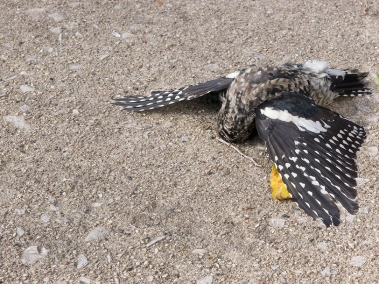 These Are Their Stories - Jesse Butcher